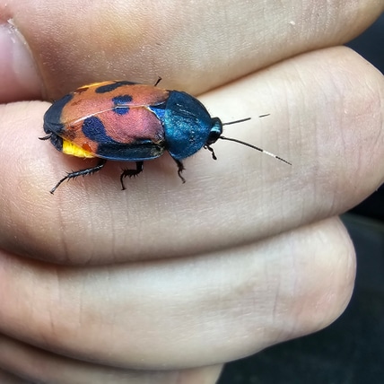 Forest Fauna NY - MorphMarket