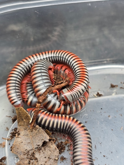 Thai Rainbow Millipede (Atophochetus Dollfusi) CBB 1 Ct by Forest Fauna NY