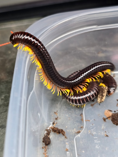 Flame Leg Millipede (Trigoniulus Macropygus) 1 Ct by Forest Fauna NY