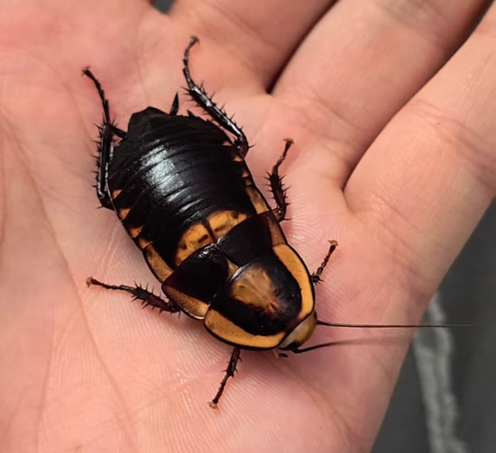 Scrub Roach (Eurycotis Opaca) 'Jaruco' 10 Ct Cockroach by Forest Fauna NY