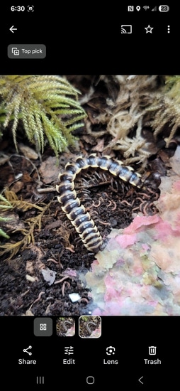 Yellow Dragon Millipede (Orthomorpha Subkarschi) 1 Ct by Forest Fauna NY