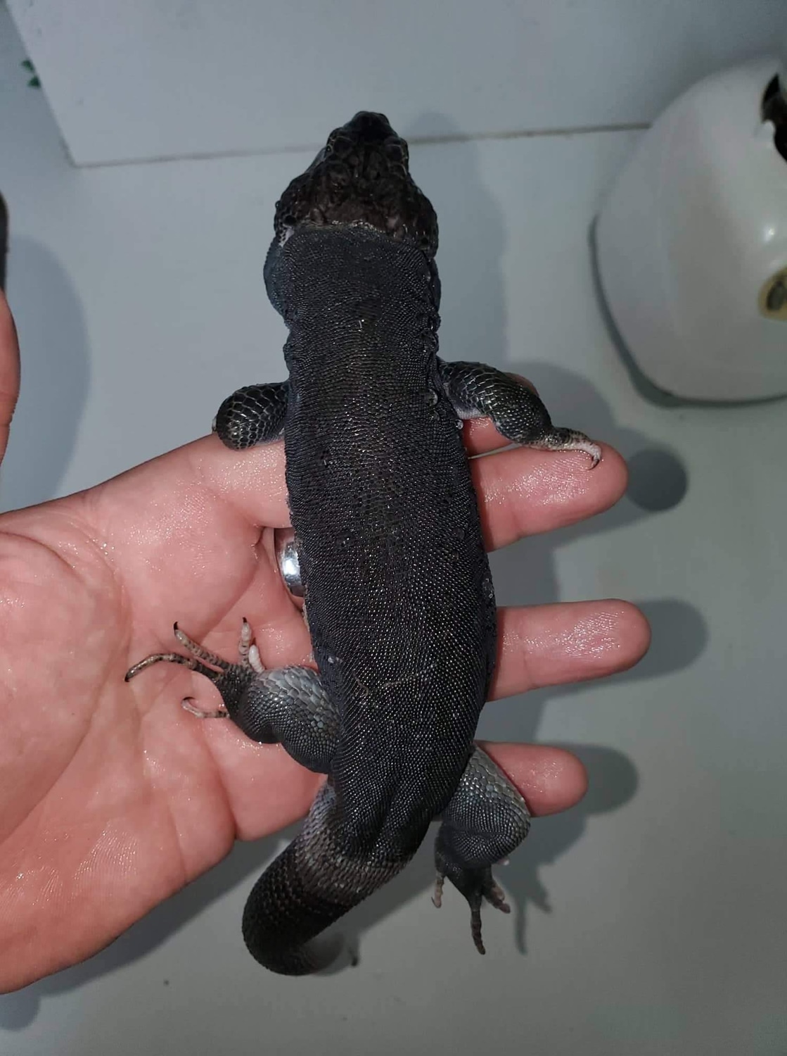 Melanistic Jewelled Lacerta More Lizard by Forever Reptiles LLC ...