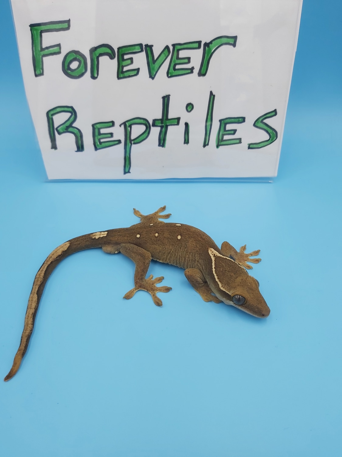 Sarasinorum Gecko (Correlophus Sarasinorum) More Gecko by Forever ...