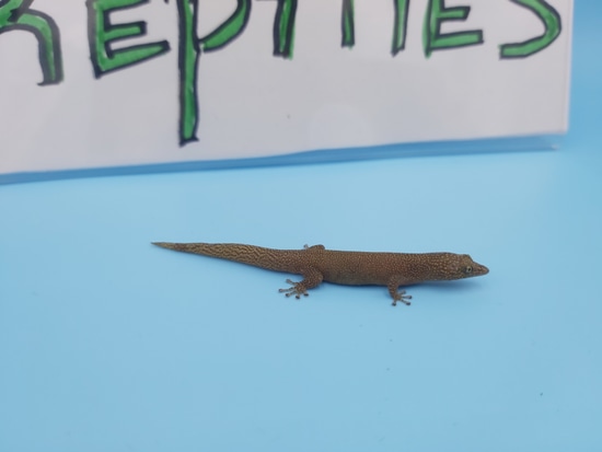 Ashy Reef Gecko (Sphaerodactylus Elegans) More Gecko by Forever ...