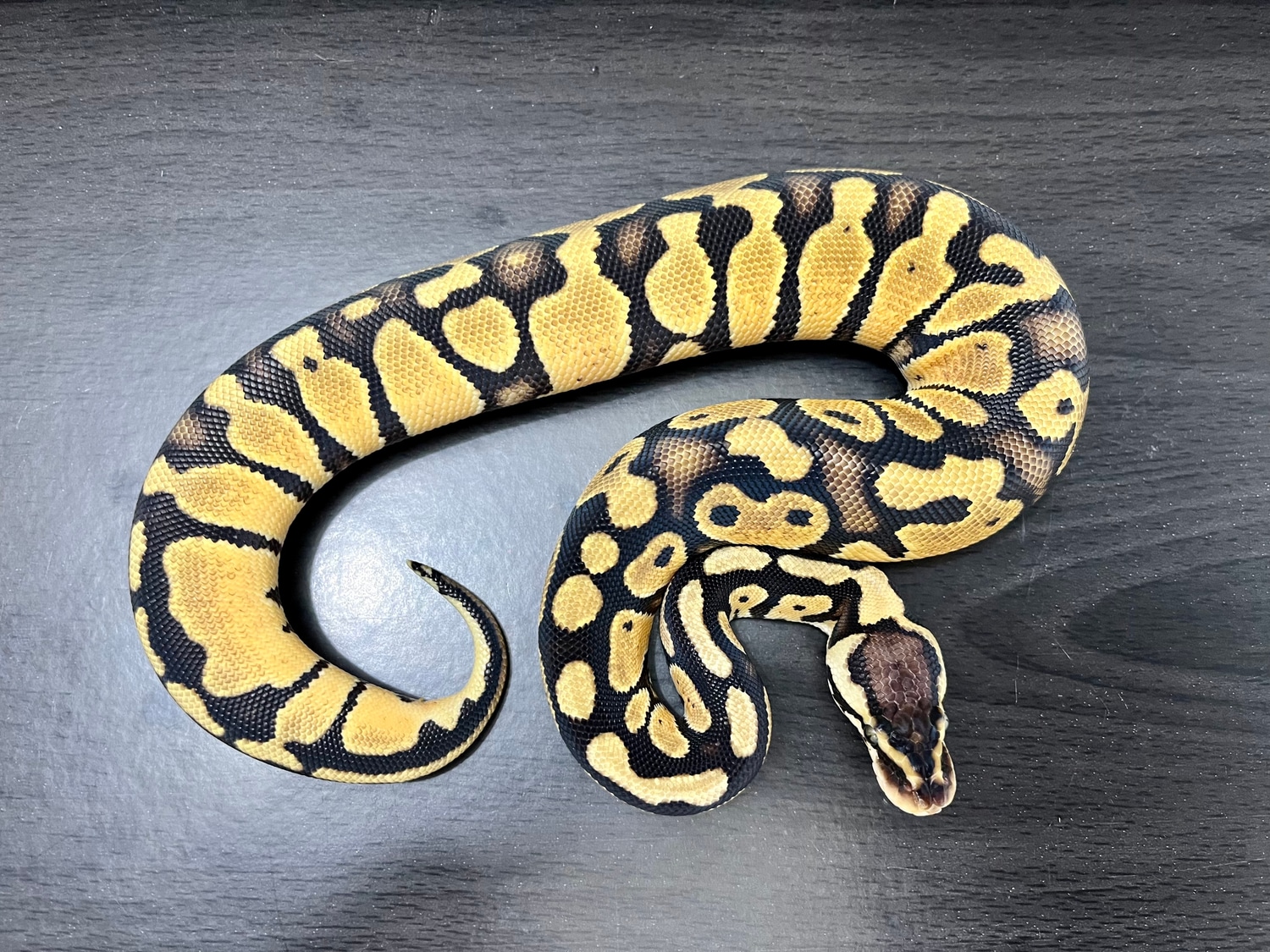 Pastel 66% Het Clown (Pos OD) Ball Python by Forever Royals - MorphMarket