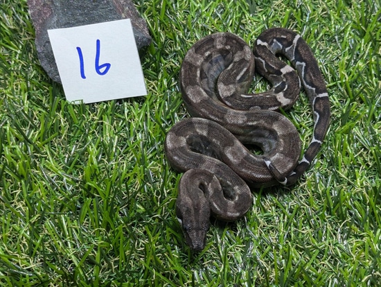 RDR BEA 66% Het Blizzard Boa Constrictor by Forged Genetics Reptiles