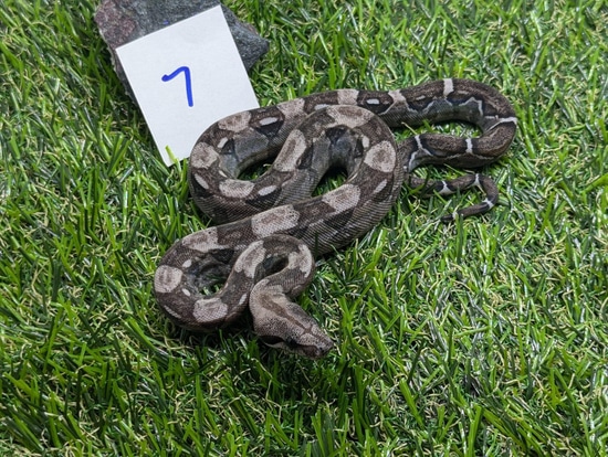 RDR BEA 66% Het Blizzard Boa Constrictor by Forged Genetics Reptiles