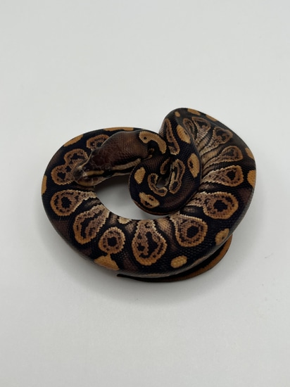 Black Pastel Het Hypo Ball Python by Forged Exotics