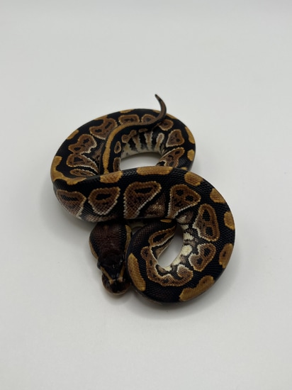 Huffman Het Hypo Ball Python by Forged Exotics