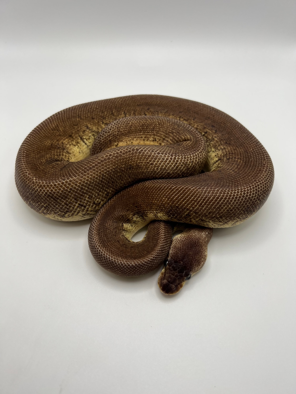 Black PewterBlast Ball Python by Forged Exotics - MorphMarket