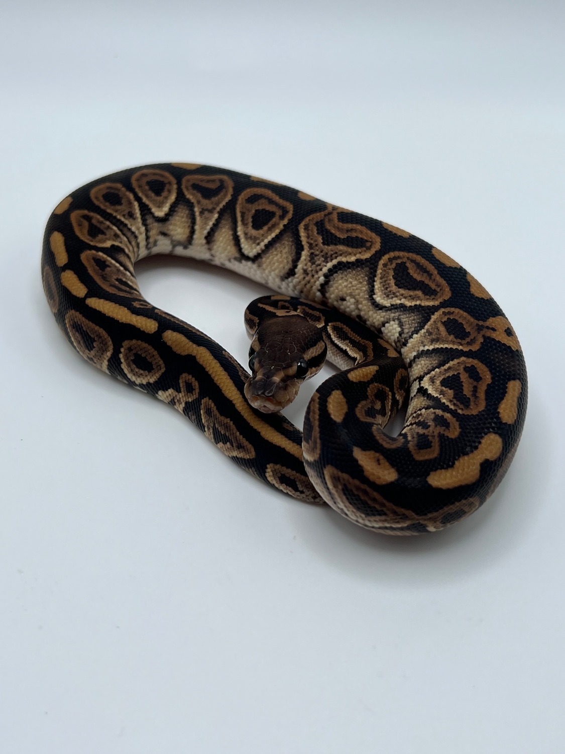 Black Pastel Het Hypo Ball Python by Forged Exotics - MorphMarket
