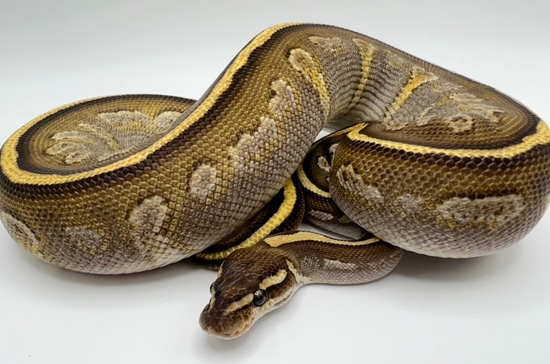 Butter Stranger Ball Python by Forged Exotics