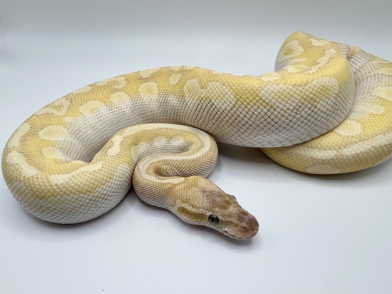 Pastel Crystal Ball Python by Forged Exotics