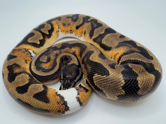 Orange Dream Pied Ball Python by Forged Exotics