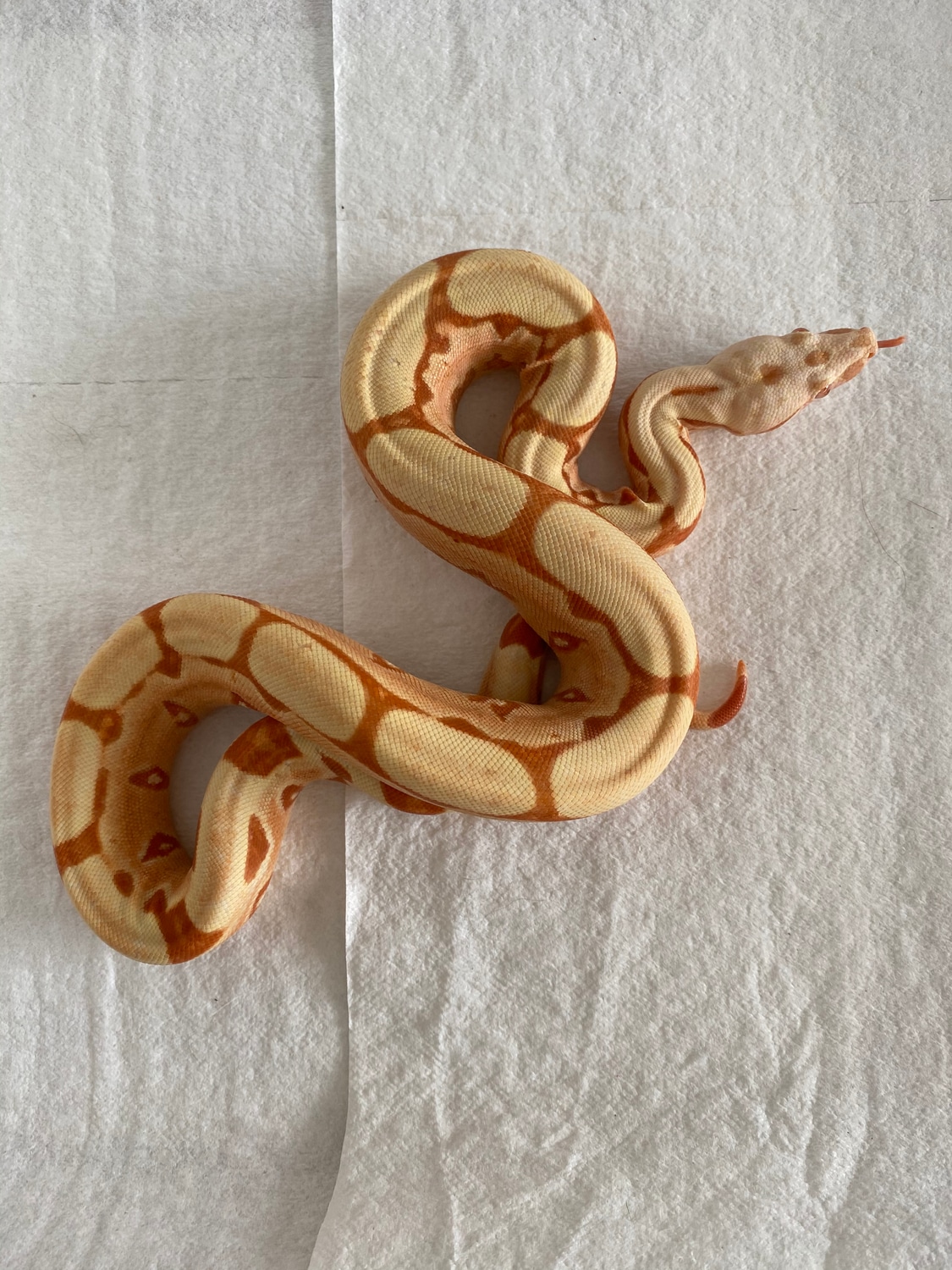 2020 Junglow Arabesque Boa Constrictor by Serpenteon, LLC - MorphMarket