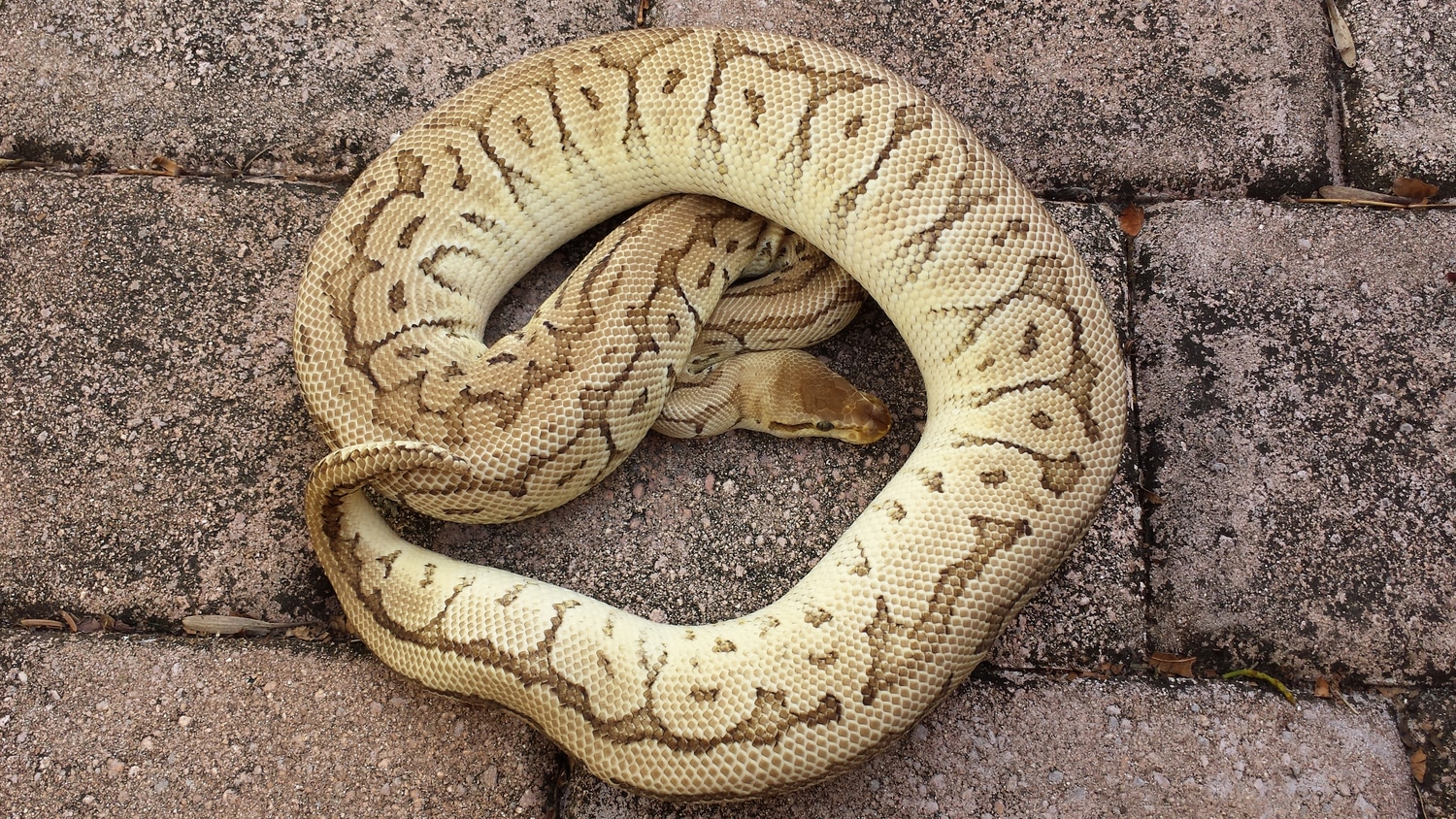 Jigsaw Blast Ball Python by Forgotten Coast Reptiles - MorphMarket