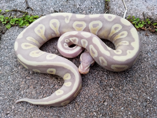 Banana Mojave Ball Python by Forgotten Coast Reptiles
