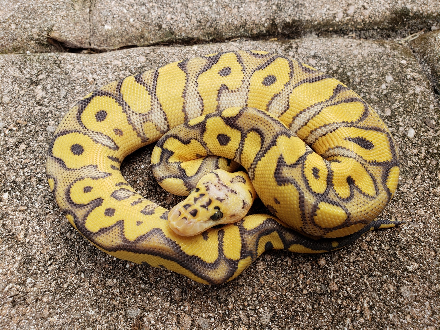 Killer Clown Ball Python by Forgotten Coast Reptiles - MorphMarket