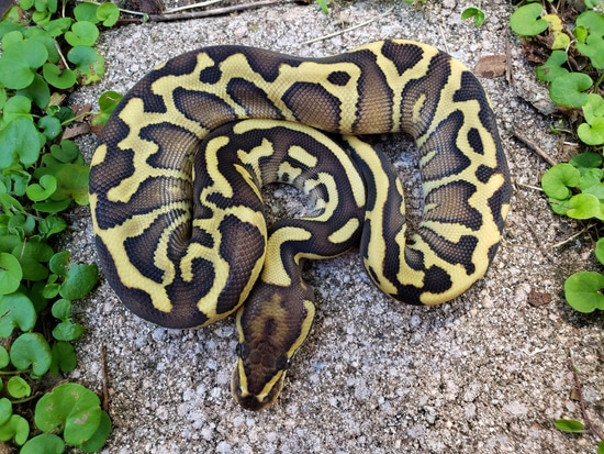 Pastel Lesser Leopard 100% Het Clown Ball Python by Forgotten Coast ...