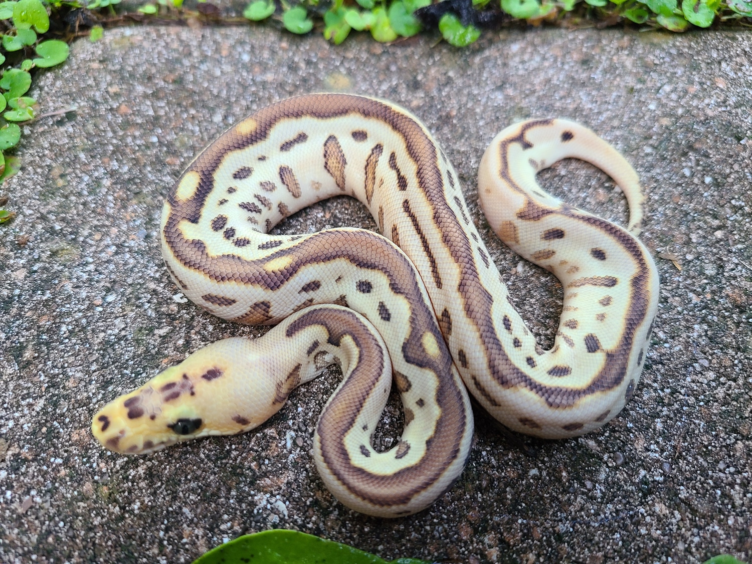 Lesser Batman Ball Python by Forgotten Coast Reptiles - MorphMarket