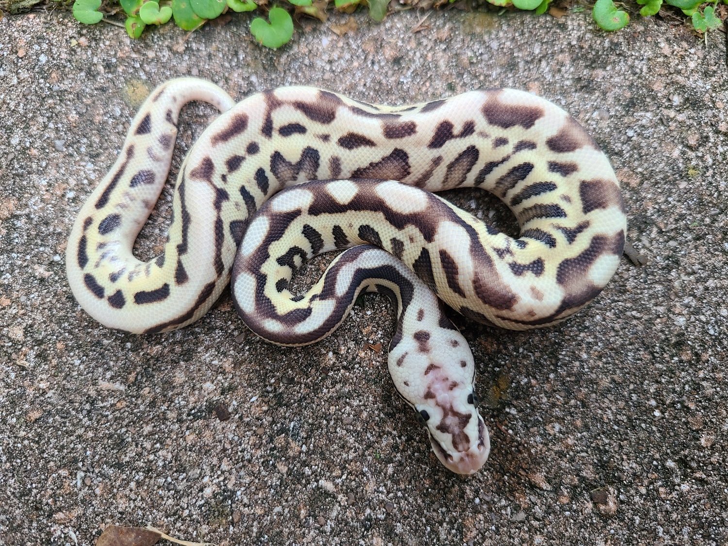 Pastel Lesser Leopard Spotnose 100% Het Clown Ball Python by Forgotten ...
