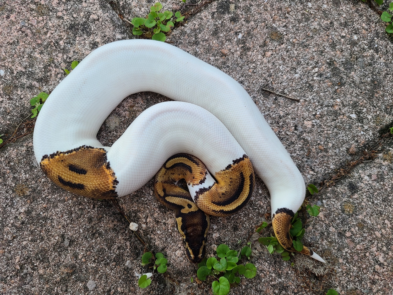 Pastel Piebald 100% Het Albino Ball Python by Forgotten Coast Reptiles ...