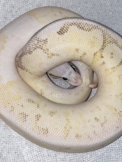 Black Pewter Vanilla Cream Pos. Spider Ball Python by Forkin' Reptiles