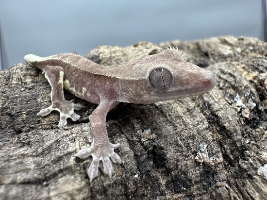 Axanthic Lilly White Crested Gecko by Forkin' Reptiles