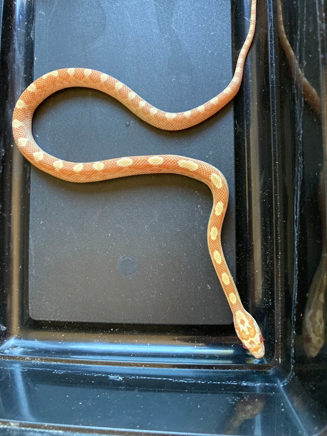 Butter Motley Corn Snake by Forktongue Farm - MorphMarket