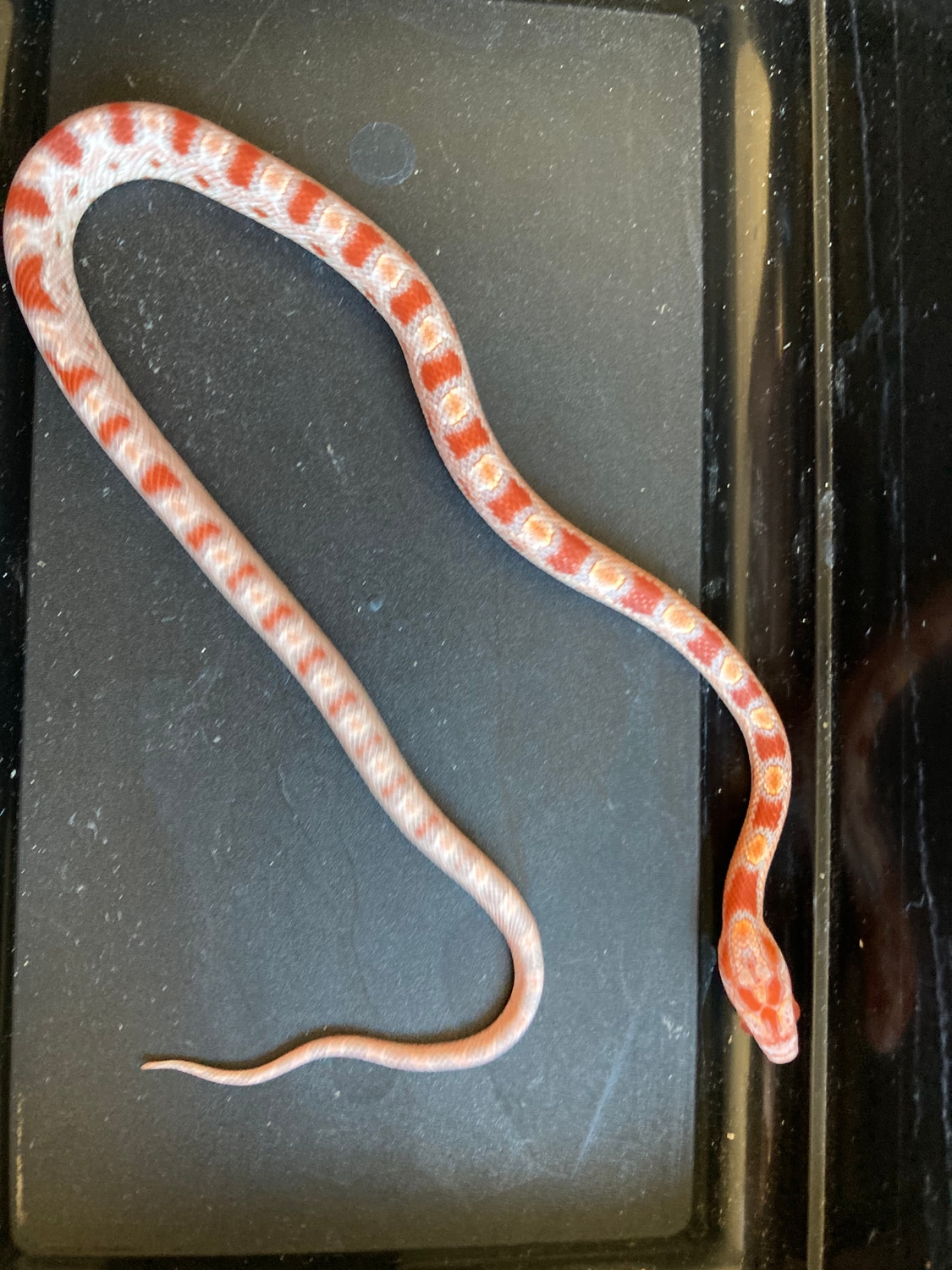 Extreme Reverse Okeetee Corn Snake by Forktongue Farm - MorphMarket