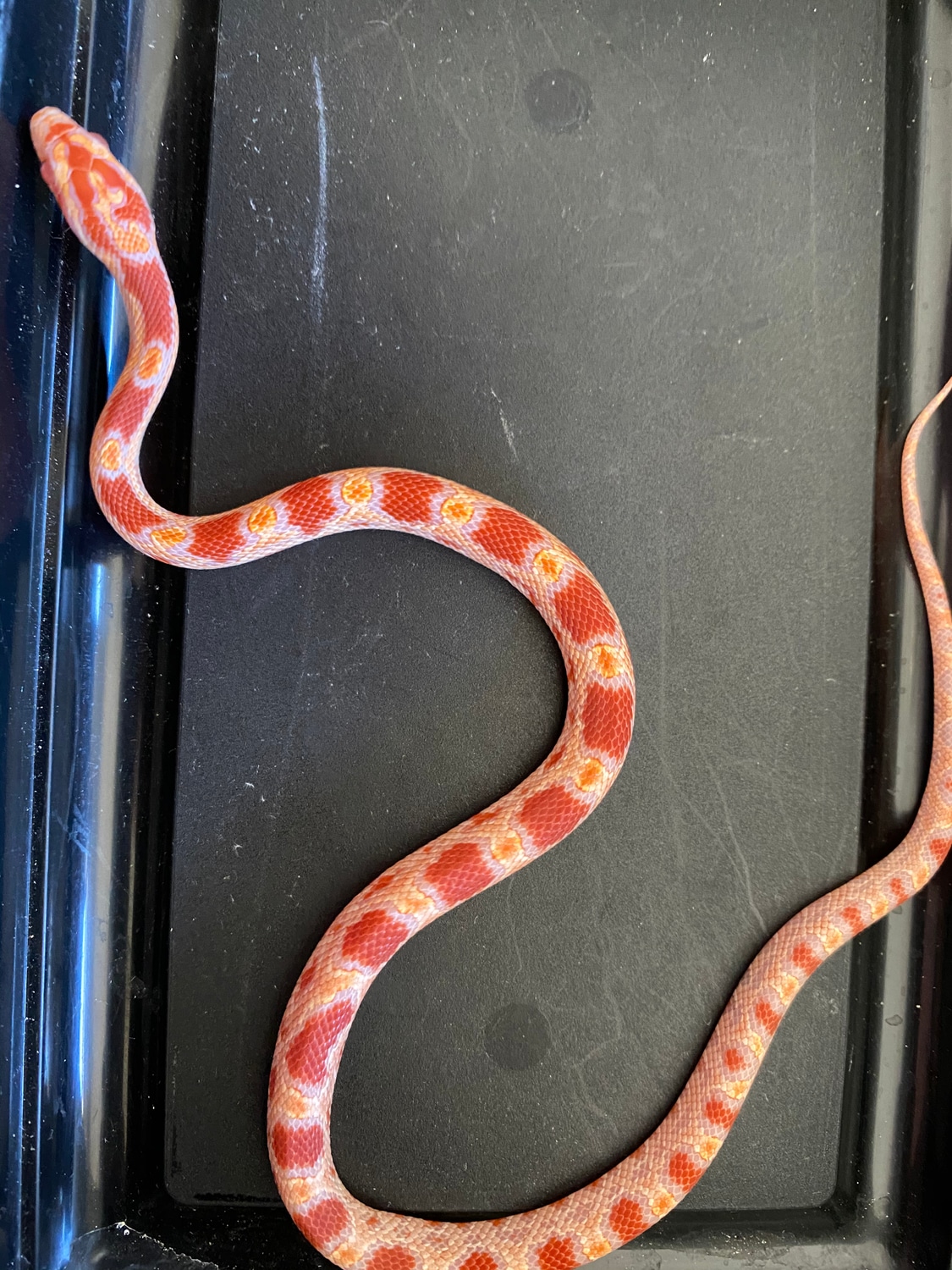 Reverse Okeetee Male Corn Snake by Forktongue Farm - MorphMarket