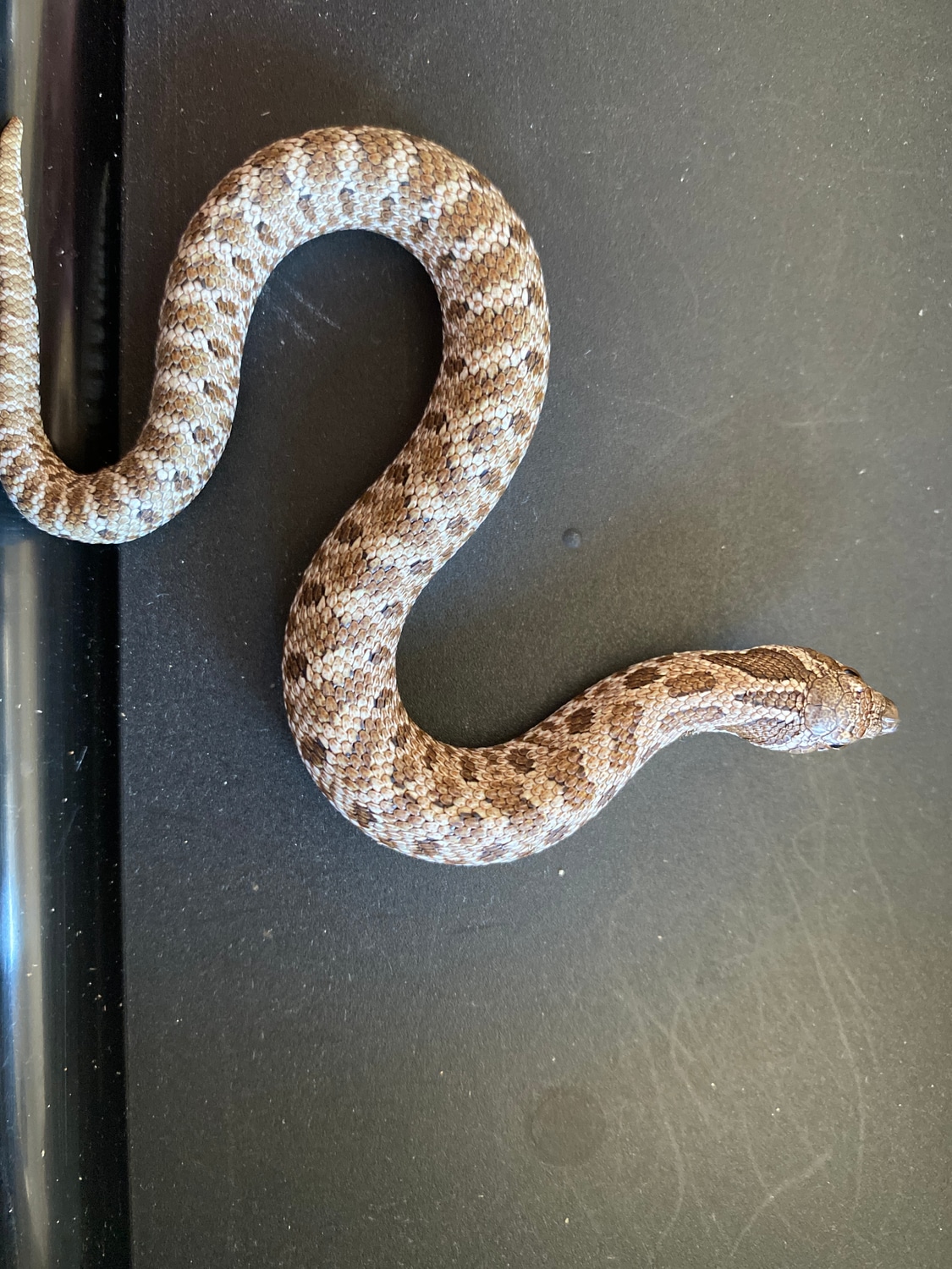 Artic Male Western Hognose by Forktongue Farm - MorphMarket