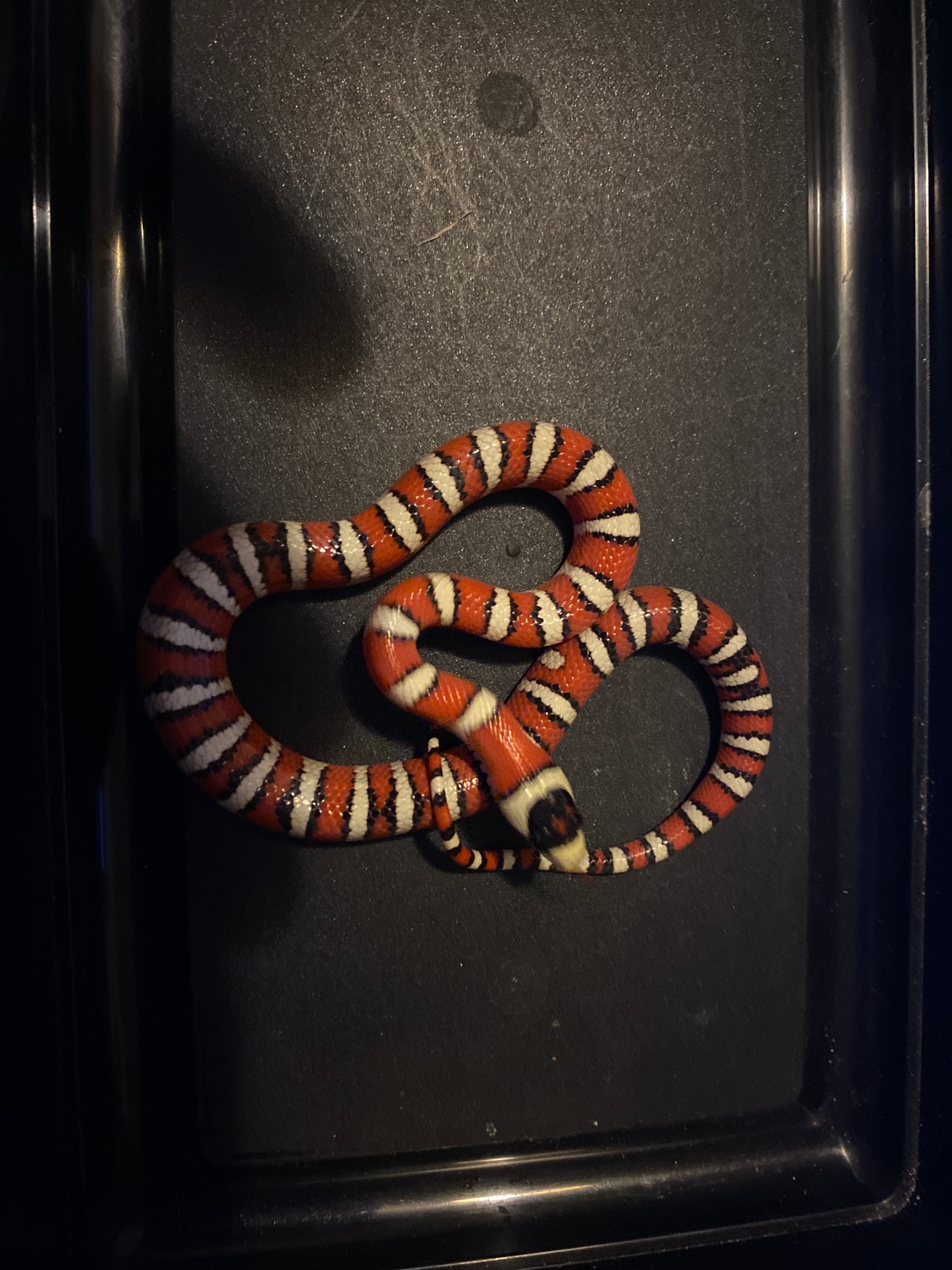 King Het Applegate Arizona Mountain Kingsnake by Forktongue Farm ...
