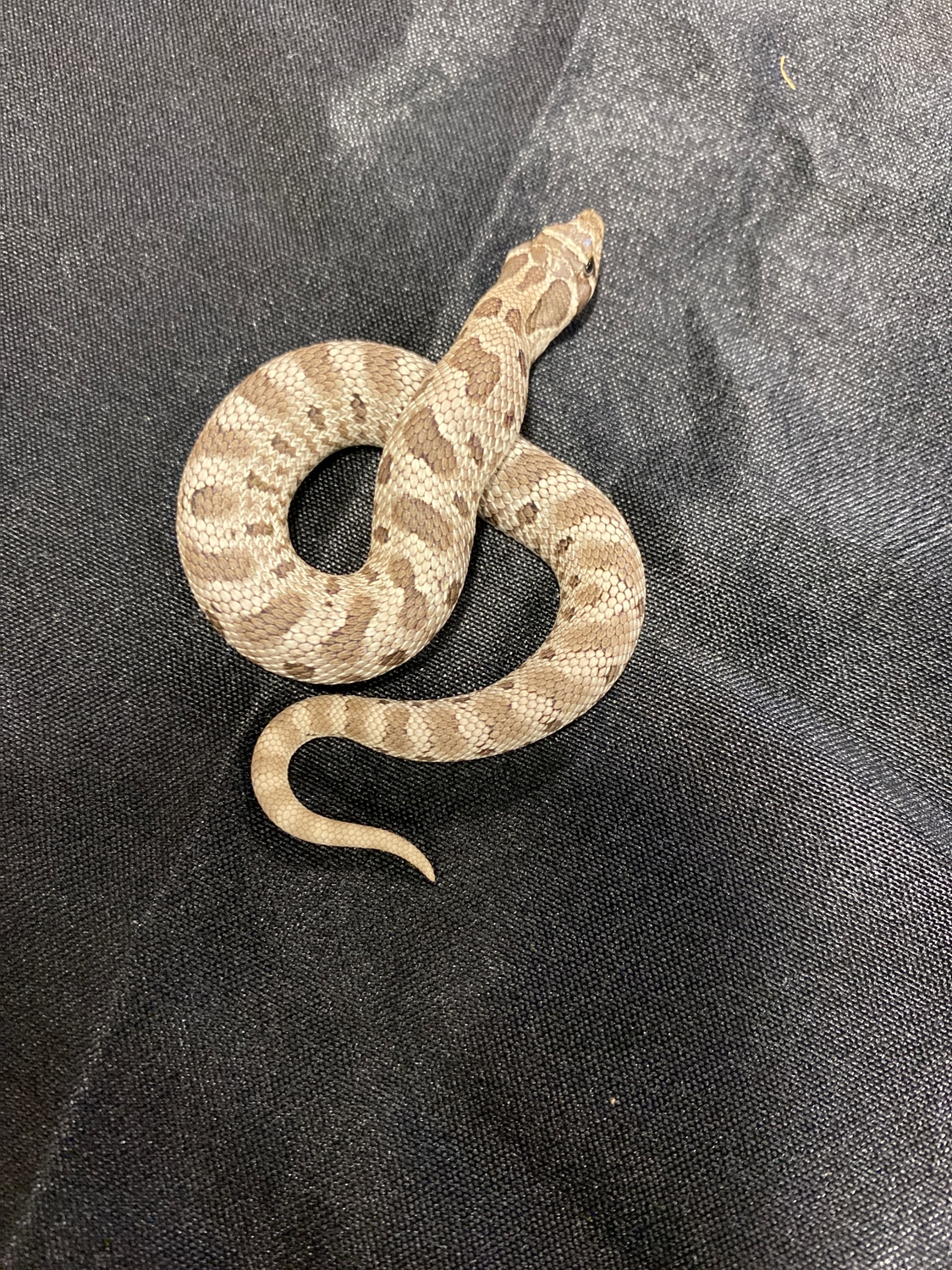 Axanthic Conda Het Snow Western Hognose by Forktongue Farm - MorphMarket