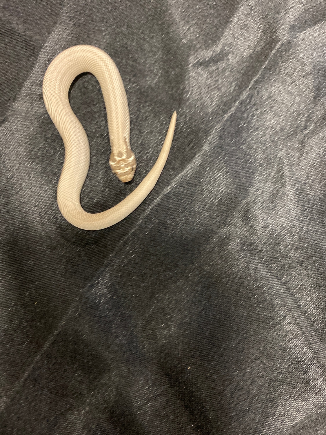 Axanthic Super Conda Western Hognose by Forktongue Farm - MorphMarket