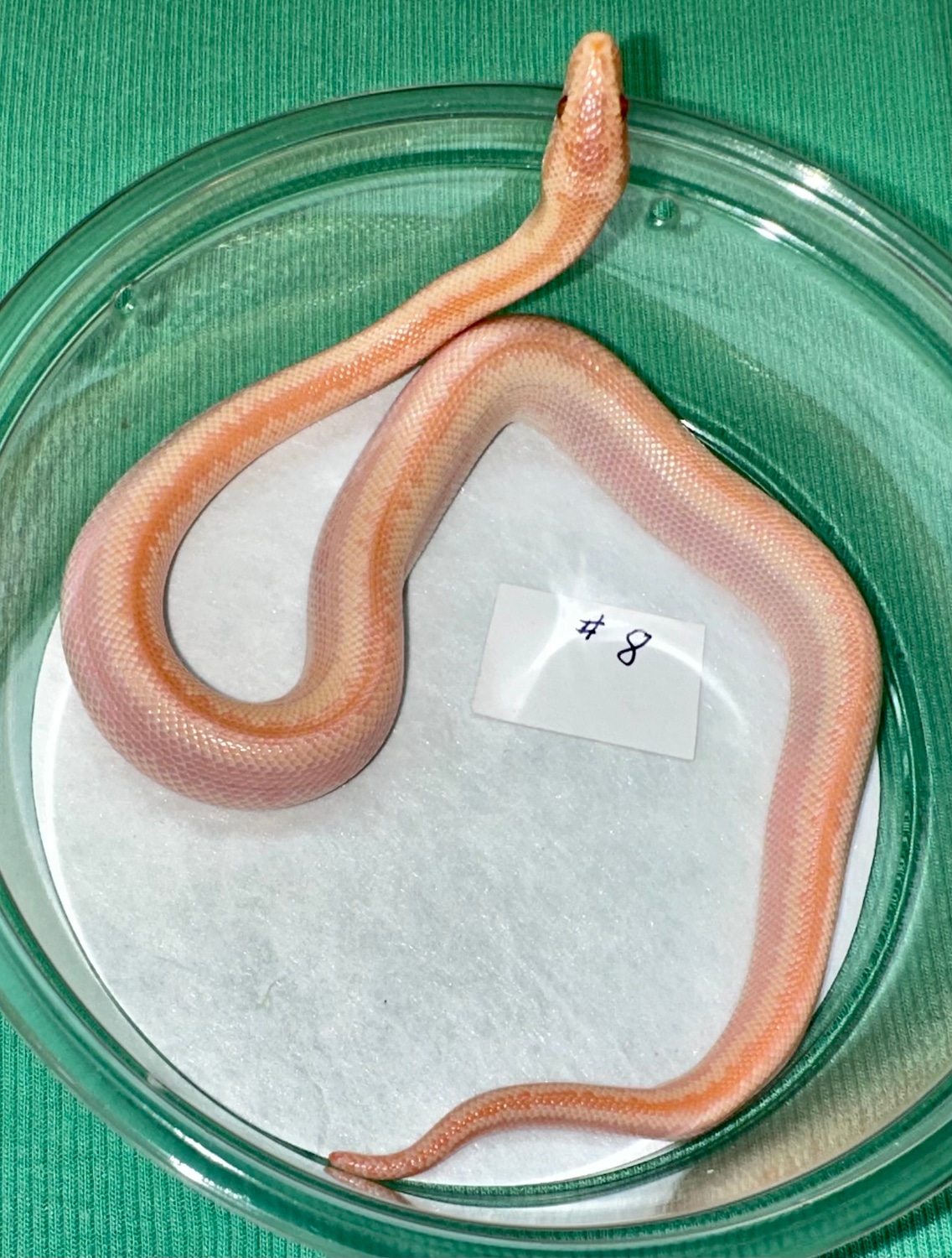 Coastal Lavender Albino Rosy Rosy Boa by Forktongue Farm - MorphMarket