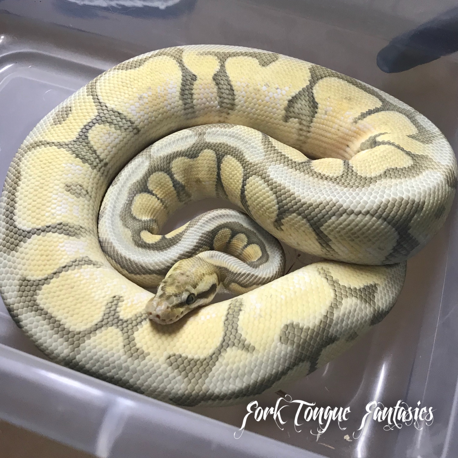 Hypo Mojave Bumblebee Ball Python by Fork Tongue Fantasies - MorphMarket