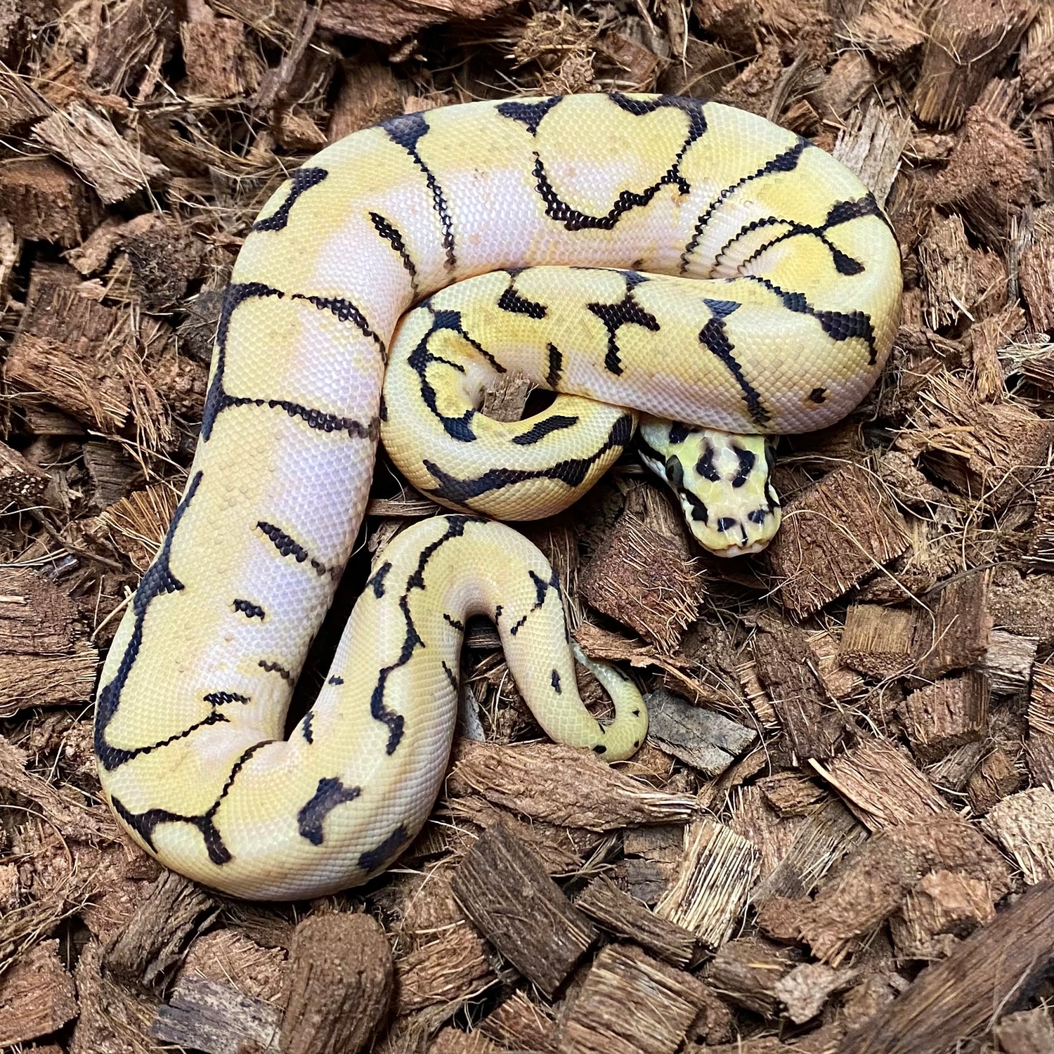 Enchi Bumblebee Het Ghost Ball Python by Fork Tongue Fantasies ...
