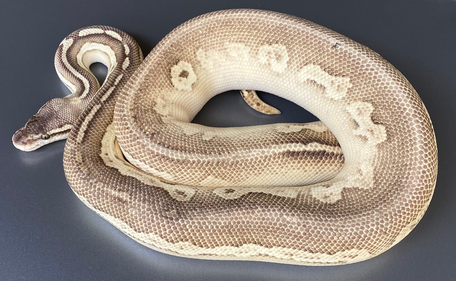 *SALE*Blackhead Butter Super Pastel RG Het Hypo Ball Python by Fork ...