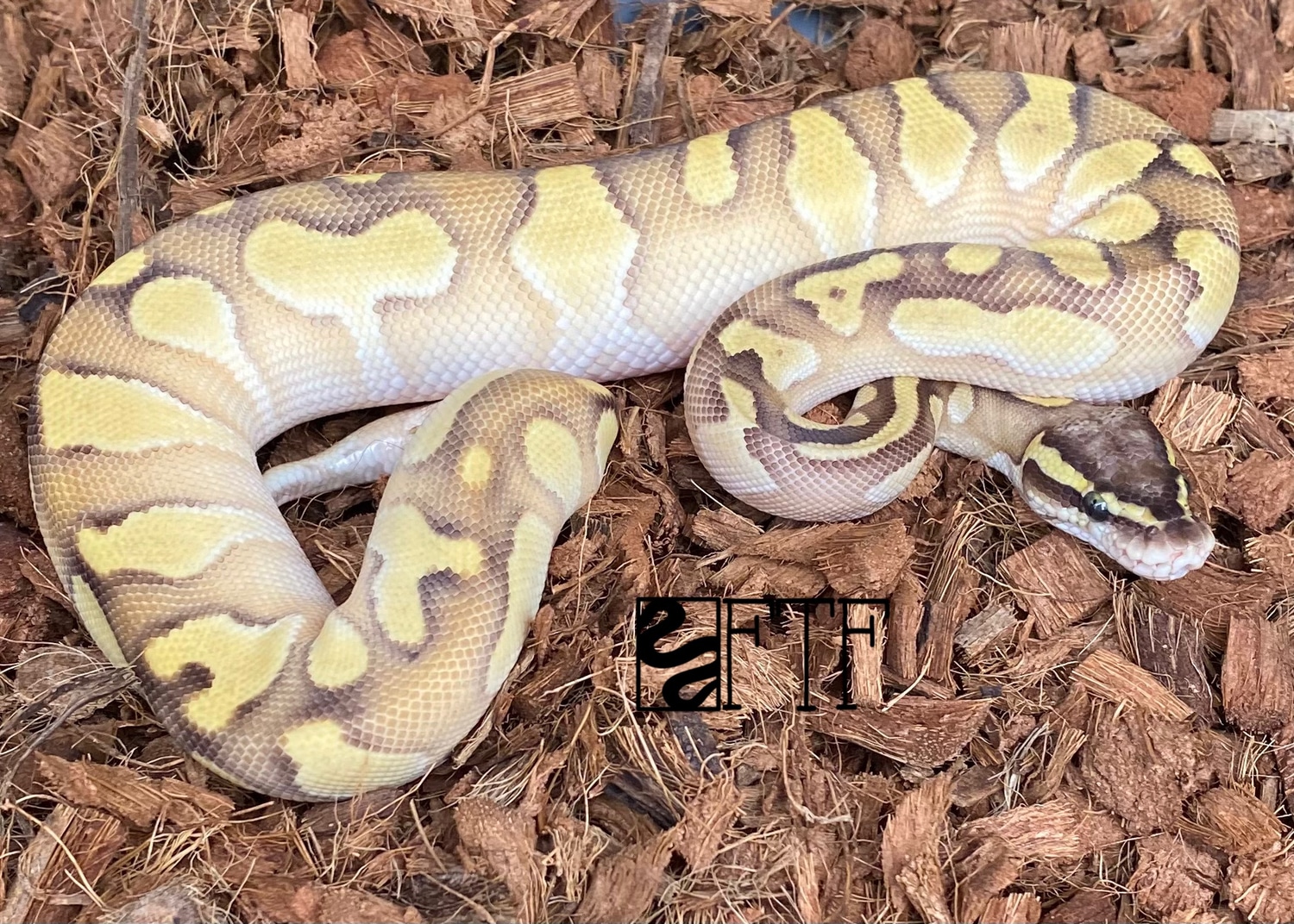 *Sale* Pastel Enchi Blackhead Butter Het Hypo Possible Red Gene Ball ...