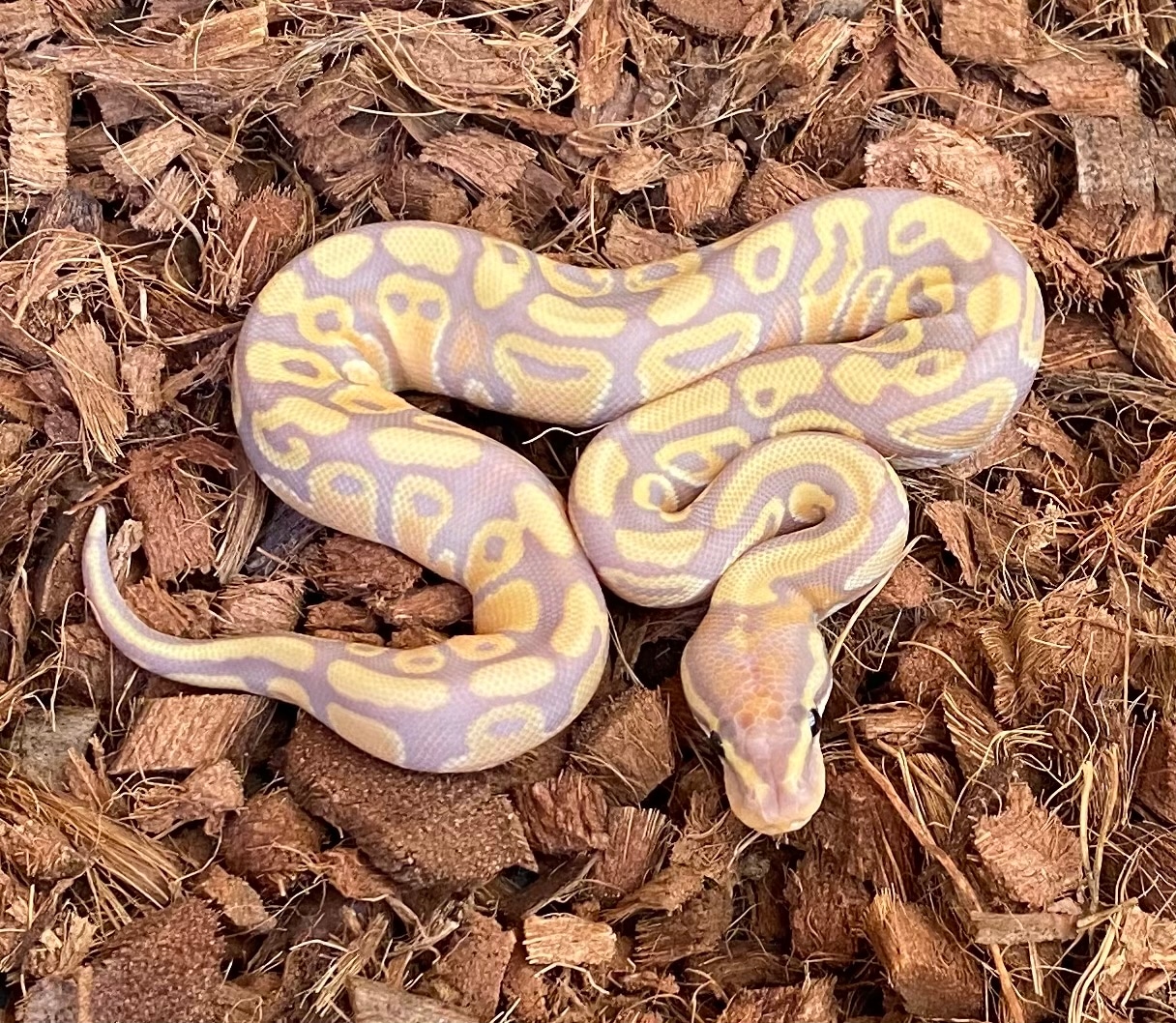 Banana Het Hypo Het Clown Ball Python by Fork Tongue Fantasies ...