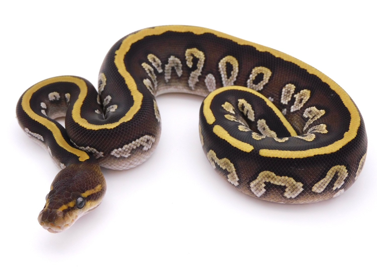 Mahogany Mojave YB Ball Python by Fork Tongue Fantasies - MorphMarket