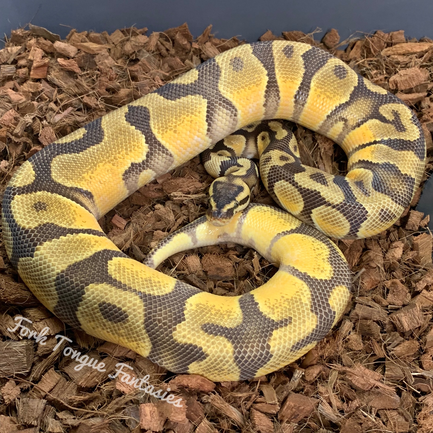 Orange Dream Enchi Pastel Het Hypo Ball Python by Fork Tongue Fantasies ...