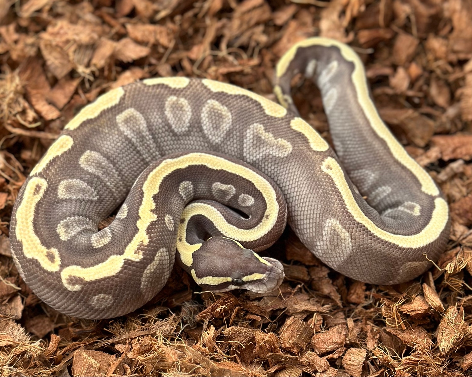 GHI Mojave Enchi Vanilla Het Clown Ball Python by Fork Tongue Fantasies - MorphMarket
