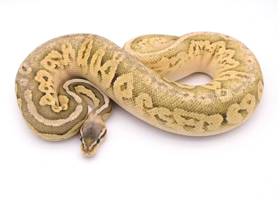 Hypo Super Pastel Cinnamon OD Typhoon Ball Python by Fork Tongue Fantasies