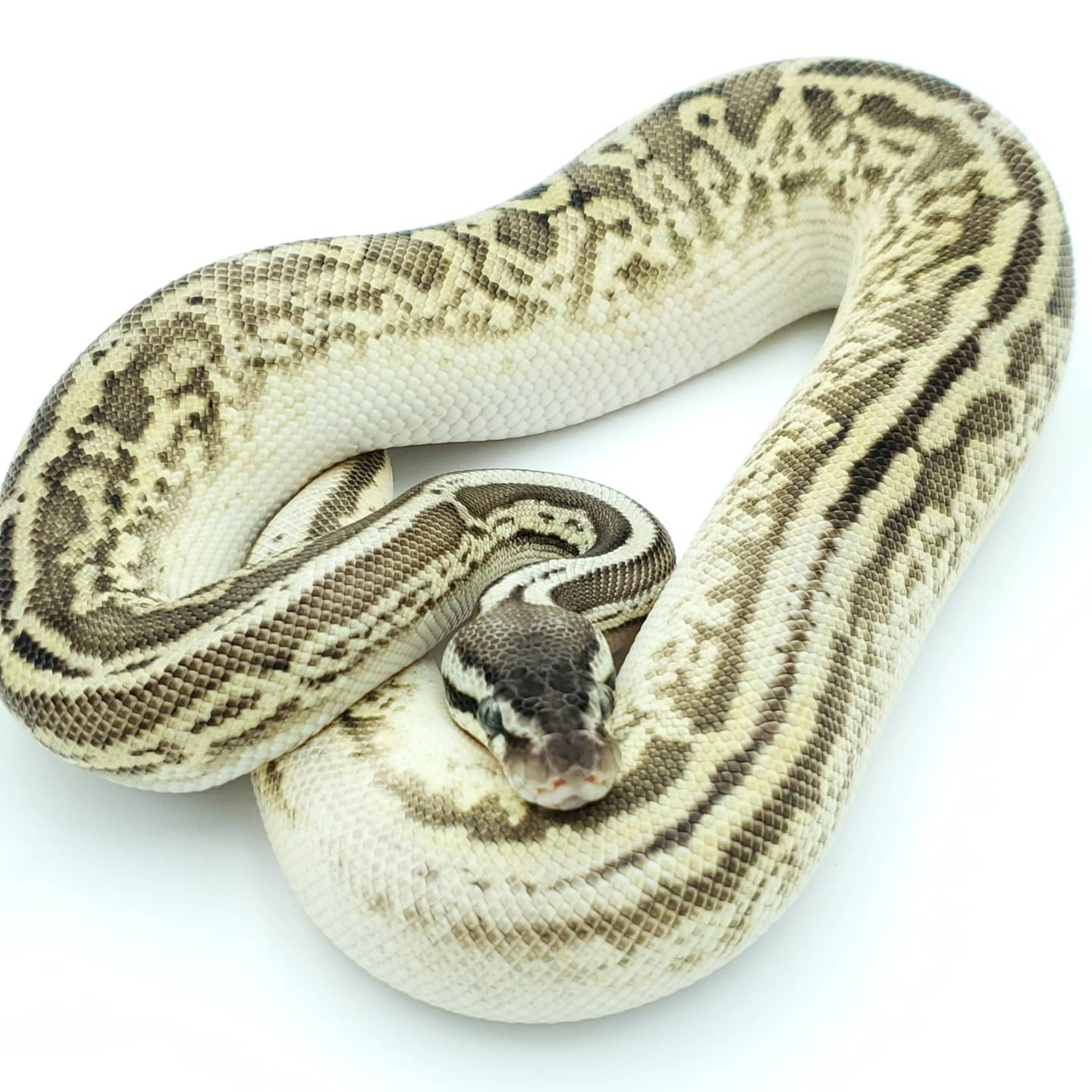 Calico Leopard Pastel Yellow Belly Ball Python by Forrester Reptiles ...