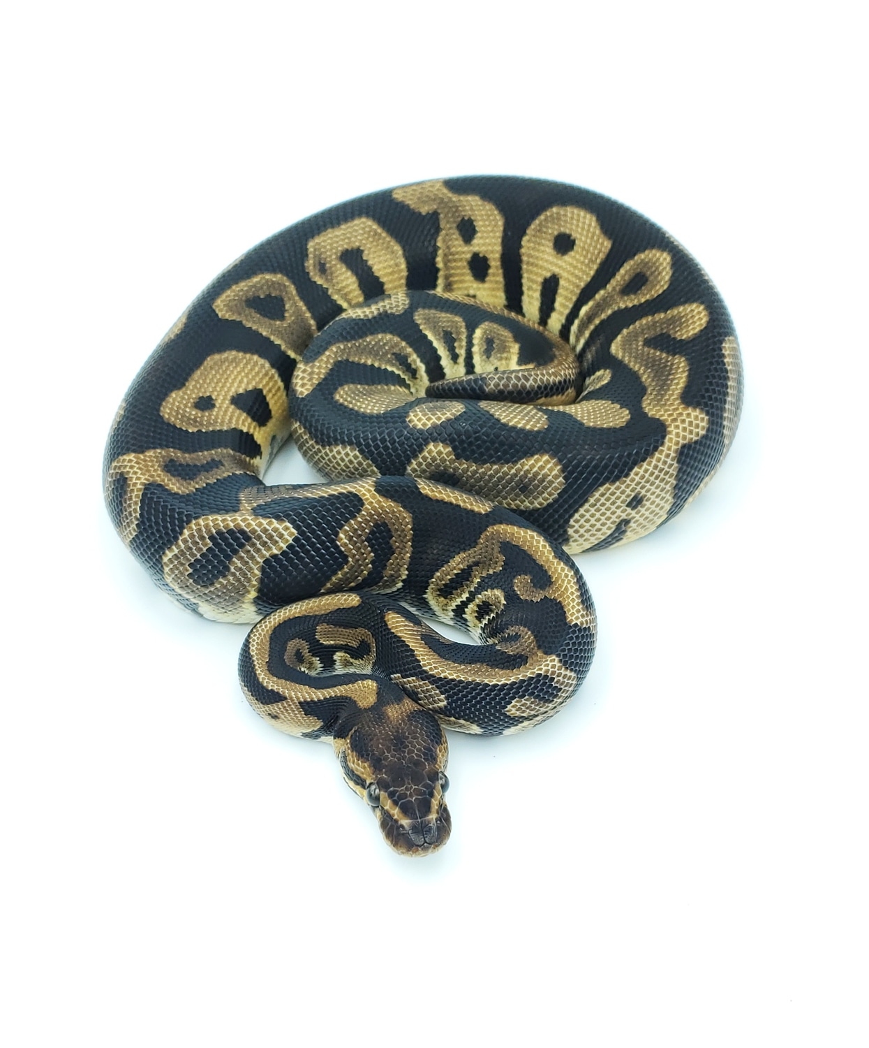 Od Yb Leopard Het Lavender 66% Het Pied 66% Het Clown Ball Python by ...