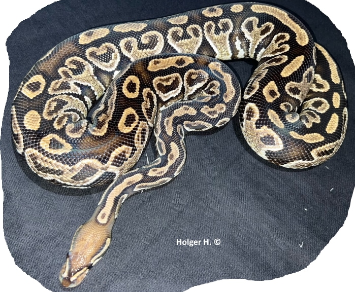 Hurricane 100% Het. Piebald Ball Python by Holger H. - MorphMarket