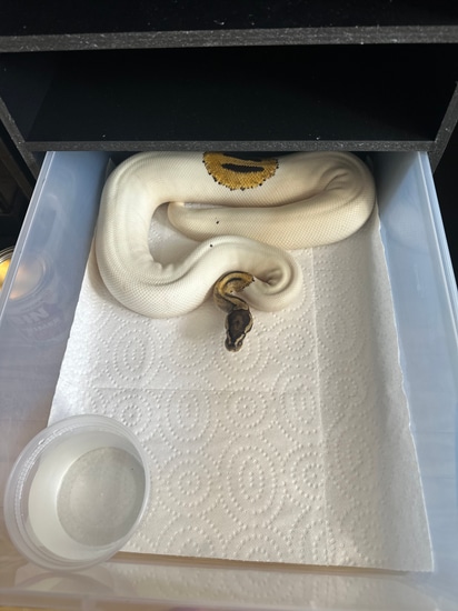 High White Pied Ball Python by Fortaleza Exotics