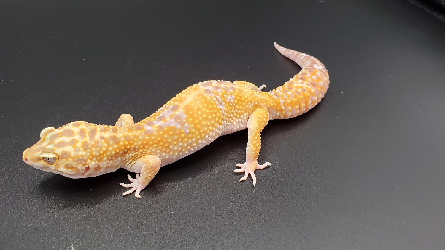 Raptor White And Yellow Pos Blood Pos Red Stripe Leopard Gecko by ...